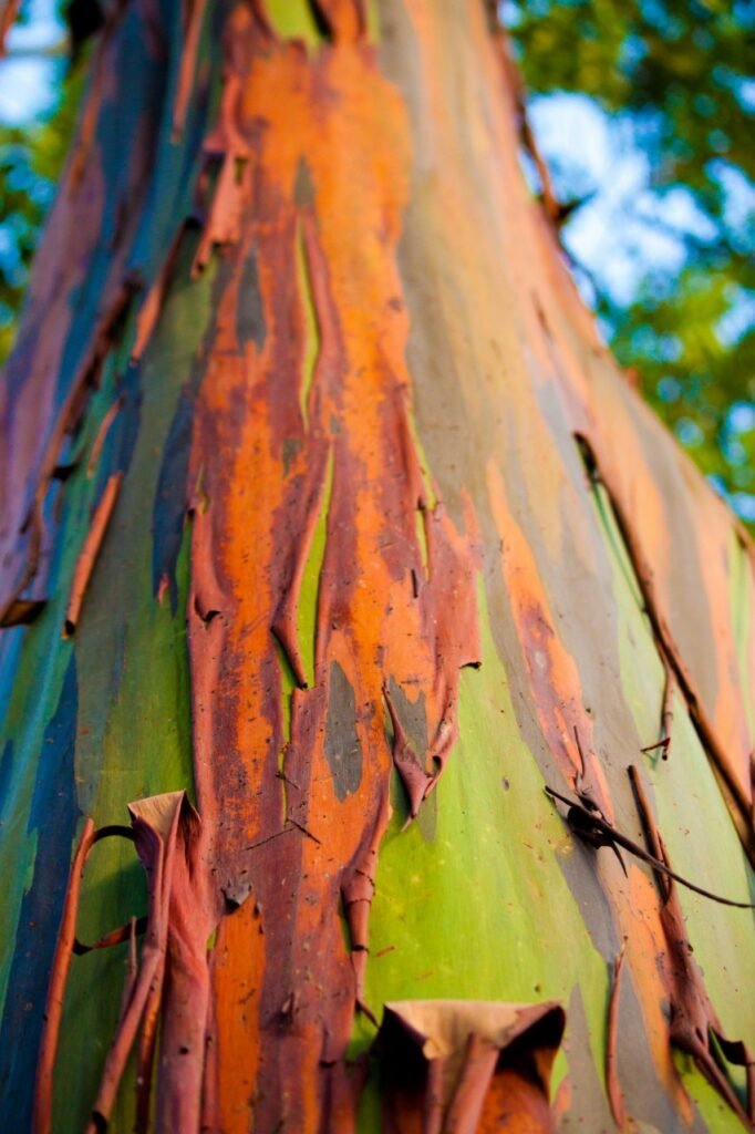 El Eucalipto Arcoíris Una Obra De Arte De La Naturaleza La Mirilla Contenidos